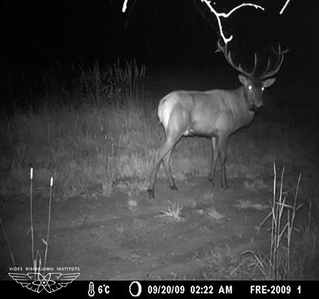 Tracking large herbivores